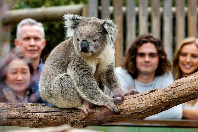 Penguin Parade, & Wildlife Encounters Eco Tour from Melbourne - Return Journey