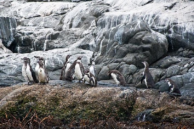 Penguins Watching Navigation Cachagua Island& Lunch From SANTIAGO - Itinerary Highlights