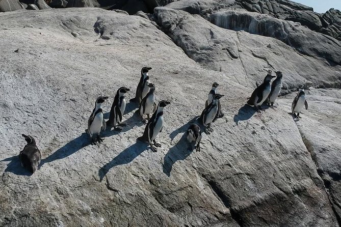 Penguins Watching Navigation Cachagua Island& Lunch From SANTIAGO - Exploring Historic Valparaiso