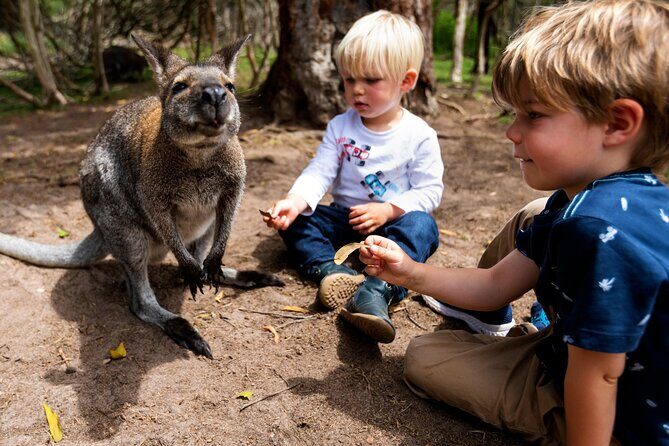 Peninsula Nature Tour - Arthurs Seat: Scenic Views and a Relaxing Picnic