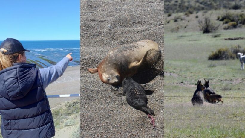 Peninsula Valdes: Shore excursion for cruise passengers - Key Points