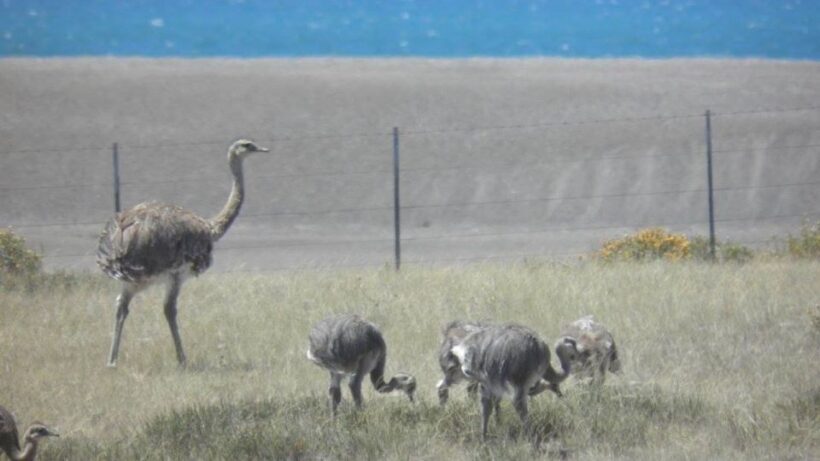 Peninsula Valdes: Shore excursion for cruise passengers - What’s Included and What’s Not