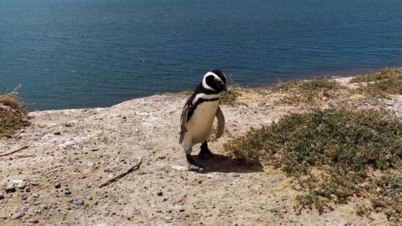 Peninsula Valdes: Shore excursion for cruise passengers - Transportation and Group Size