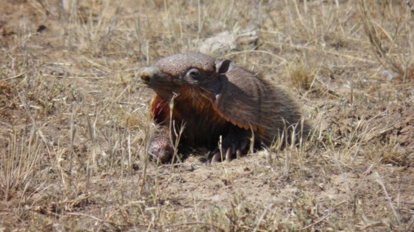 Peninsula Valdes: Shore excursion for cruise passengers - The Value of This Experience