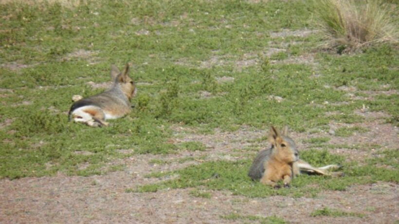 Peninsula Valdes: Shore excursion for cruise passengers - Final Thoughts