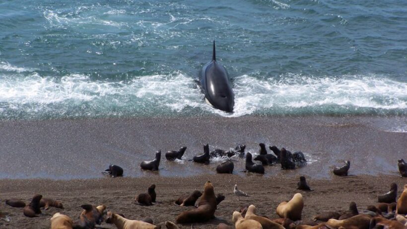 Peninsula Valdes: Shore excursion for cruise passengers - FAQs