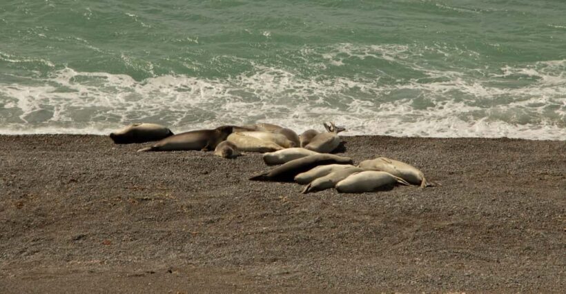 Peninsula Valdes Shore Tour for Cruise Passengers Lunch+City - Who This Tour Is Best For