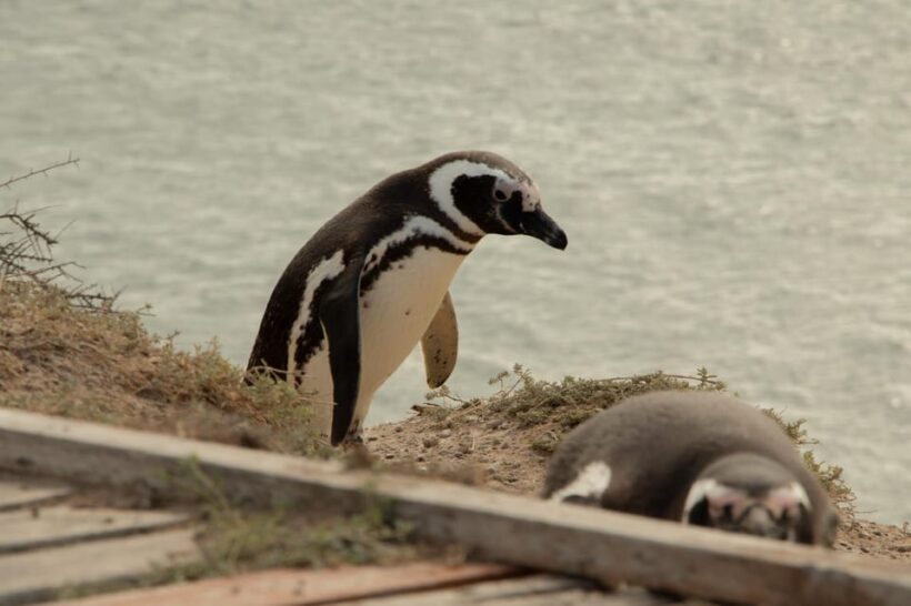 Peninsula Valdes Shore Tour for Cruise Passengers Lunch+City - Final Thoughts