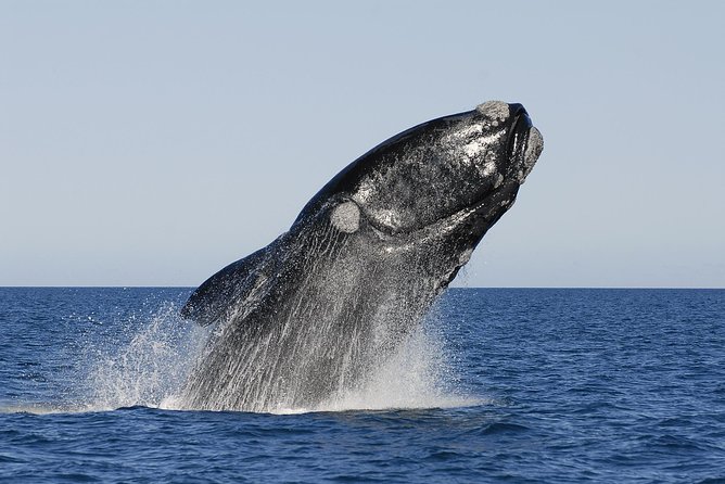 Peninsula Valdes Tour With Optional Whale Watching - Exploring the UNESCO-Listed Peninsula Valdes