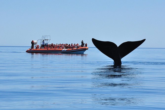 Peninsula Valdes Tour With Optional Whale Watching - The Optional Whale Watching Experience