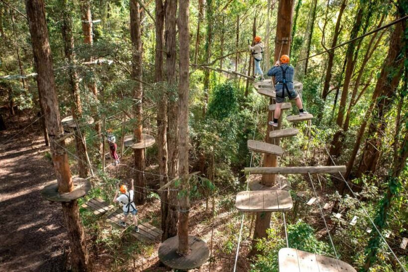 Pennant Hills: Tree Ropes Course Session - Who Should Consider This Experience?