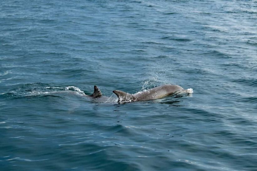 Penneshaw: Kangaroo Island Ultimate Adventure Tour - Who Would Love This Tour?