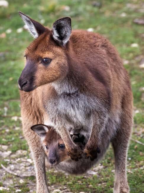 Penneshaw: Shore Excursion Kangaroo Island Scenic Tour - Setting Expectations for Your Day