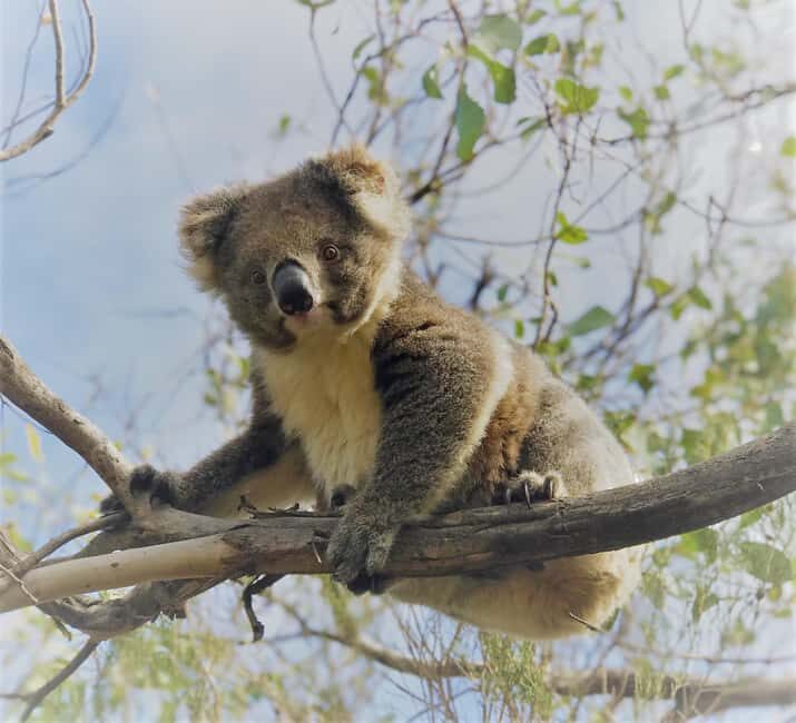 Penneshaw: Shore Excursion Kangaroo Island Scenic Tour - FAQs