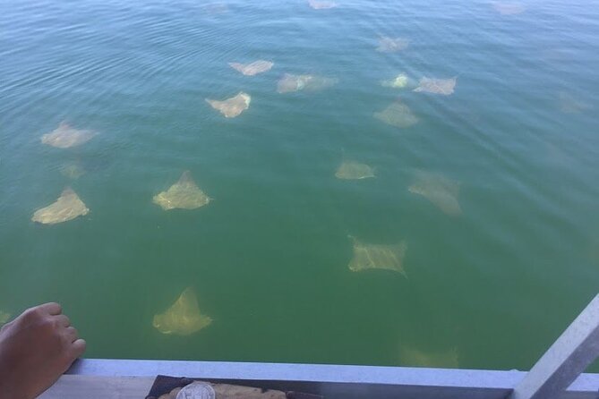 Pensacola Beach Jolly Dolphin Cruise and Scenic Bay Tour - Practical Details and Tips for Travelers