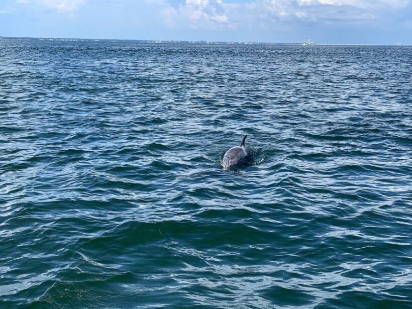 Pensacola Beach Sunset Dolphin Tour private up to 6 ppl - Key Points