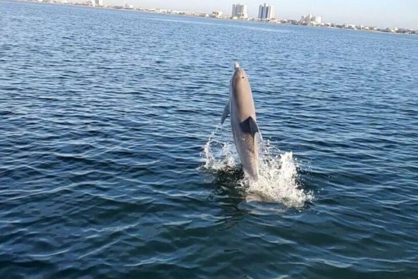 Pensacola Beach Sunset Dolphin Tour private up to 6 ppl - A Closer Look at the Pensacola Beach Sunset Dolphin Tour