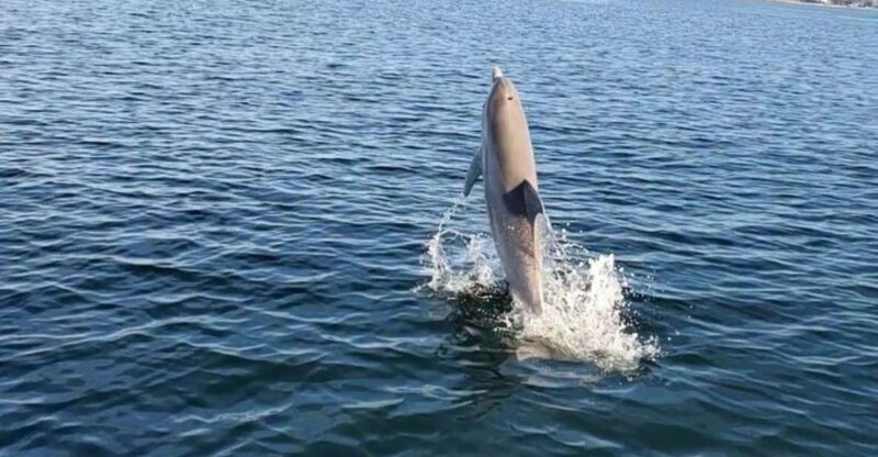 Pensacola Beach Sunset Dolphin Tour private up to 6 ppl - The Value and Who It’s Perfect For