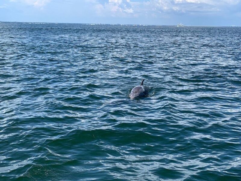 Pensacola Beach Sunset Dolphin Tour private up to 6 ppl - In-Depth Breakdown: The Itinerary and Experience