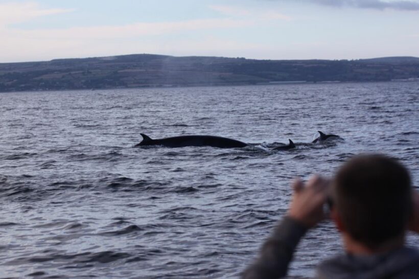 Penzance: Land's End Boat Tour with Wildlife Guides - Key Points
