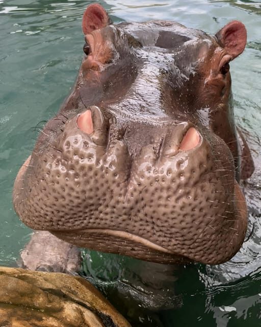 PEREIRA/ARMENIA: FULL DAY UKUMARI/CONSOTÁ + INDIVIDUAL ENTRANCE FEES - Final Thoughts: Who Will Love This Tour?