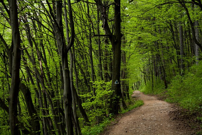 Perfect bike tour around Brasov - An In-Depth Look at the Brasov Bike Tour