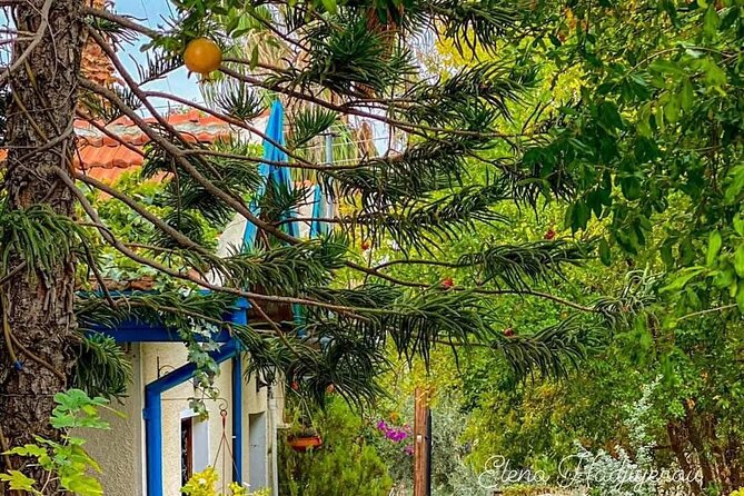 Perfect Day Trip to Beautiful Lefkara tour from Limassol. - Olive Oil and the Terra Oliva Organic Olive Farm