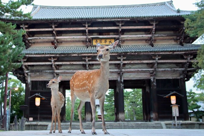 Perfect Nara Park Half-Day Bus Tour With English Speaking Guide - Comfort and Insightful Explanations