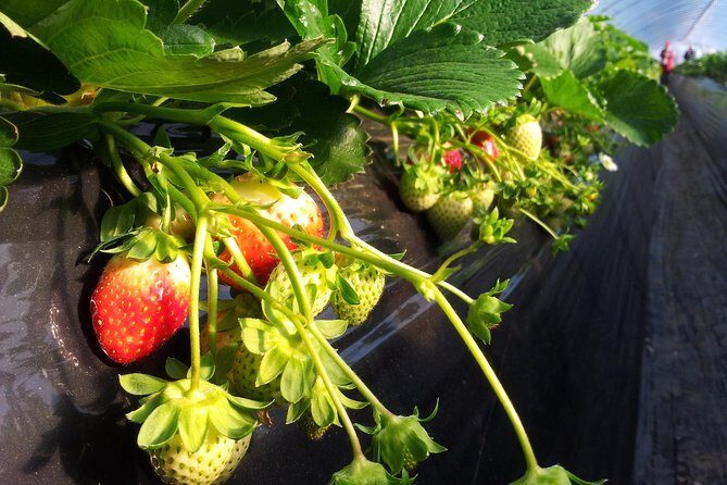 [Perfect Private Tour] Strawberry Farm & Nami Island & Lunch - An In-Depth Review of the Tour Experience