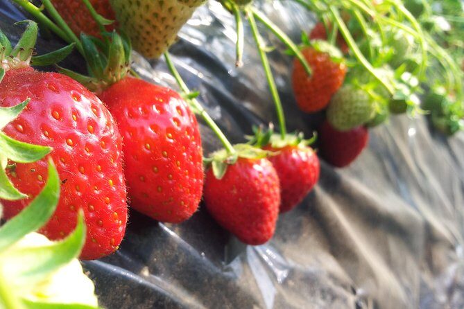 [Perfect Private Tour] Strawberry Farm & Nami Island & Lunch - FAQs