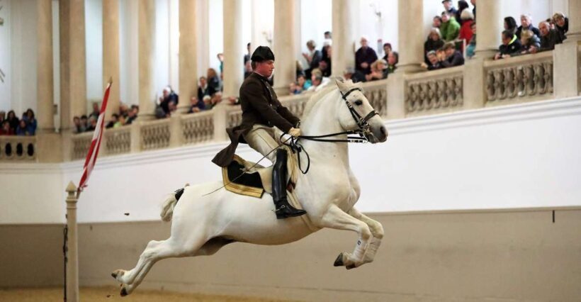 Performance Of The Lipizzans At Spanish Riding School - Practical Tips for Visitors