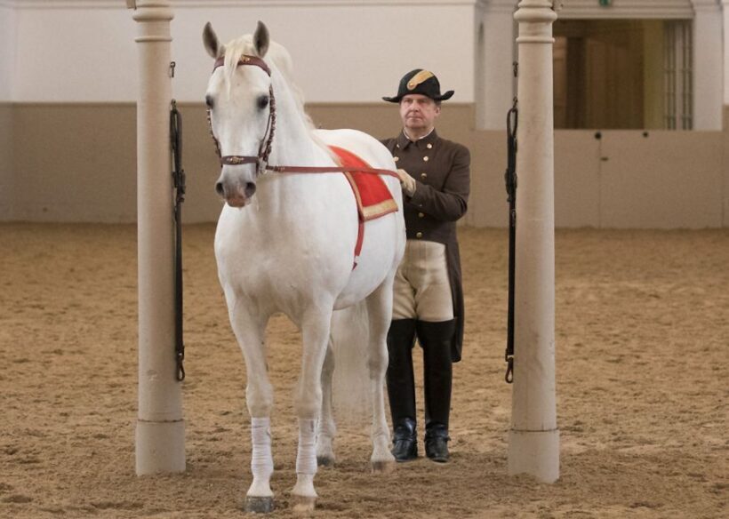 Performance Of The Lipizzans At Spanish Riding School - Summary: Who Will Love This Experience?