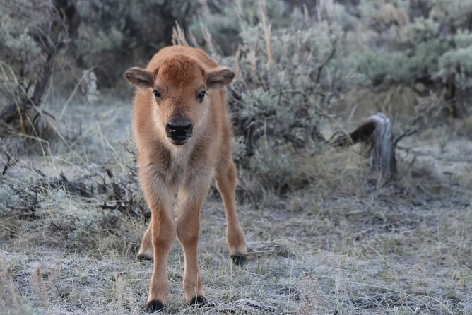 Personal Tour: Mount Rushmore, Custer State Park & Crazy Horse - Frequently Asked Questions