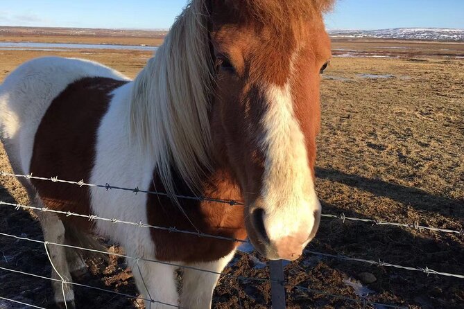 Personalised Travel Plan and itinerary for Iceland - What Travelers Are Saying