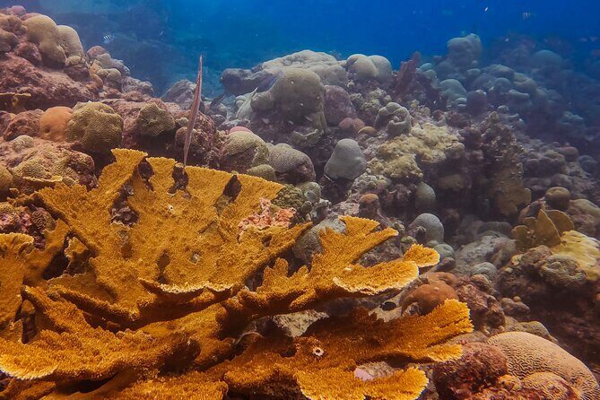 Personalized Discover Scuba Dive Experience in Curaçao - An In-Depth Look at the Experience