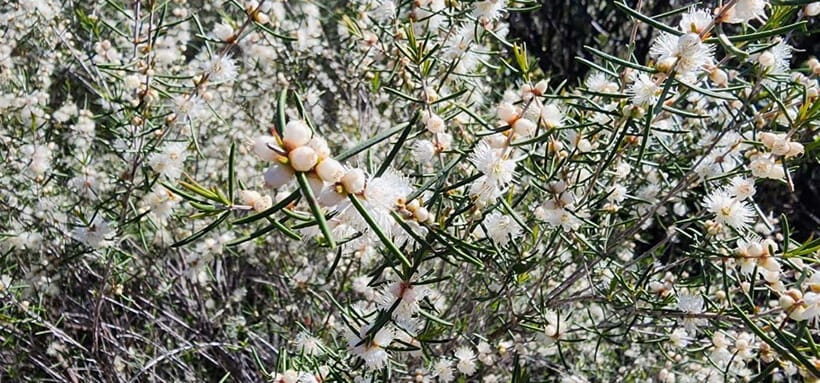 Perth: Abyssinia Rock Hiking Experience - An Overview of the Abyssinia Rock Hiking Experience