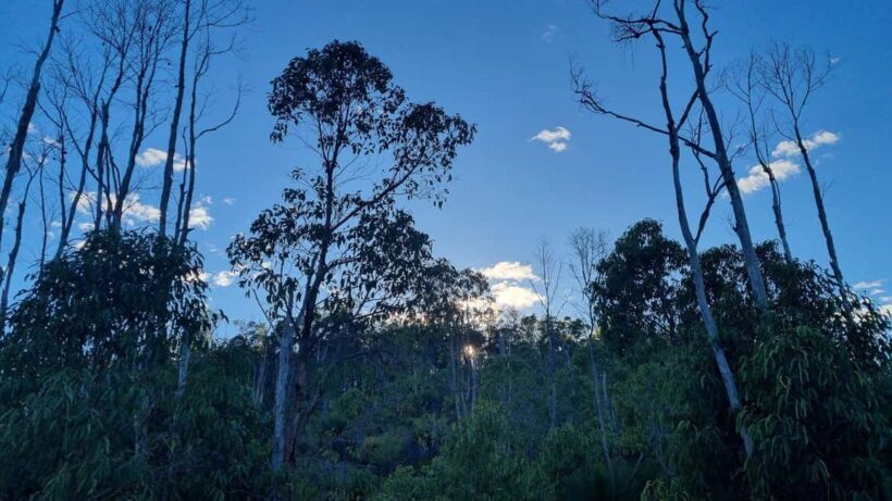 Perth: Bickley Valley Hiking Experience with Morning Tea - Key Points