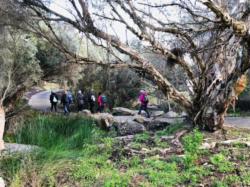 Perth: Bickley Valley Hiking Experience with Morning Tea - An In-Depth Look at the Bickley Valley Hiking Experience
