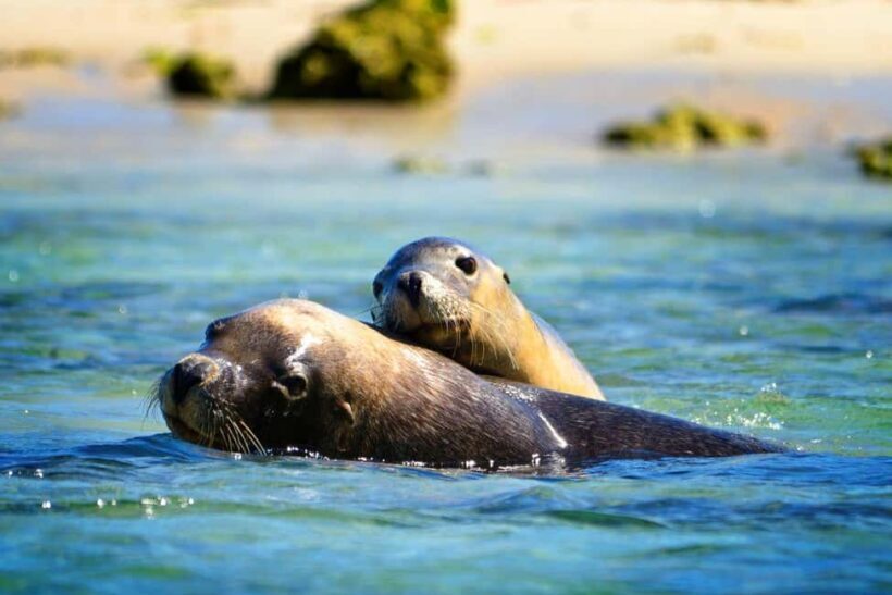 Perth: Dolphin, Sealion & Wildlife Cruise with Lunch - Who Will Love This Tour?