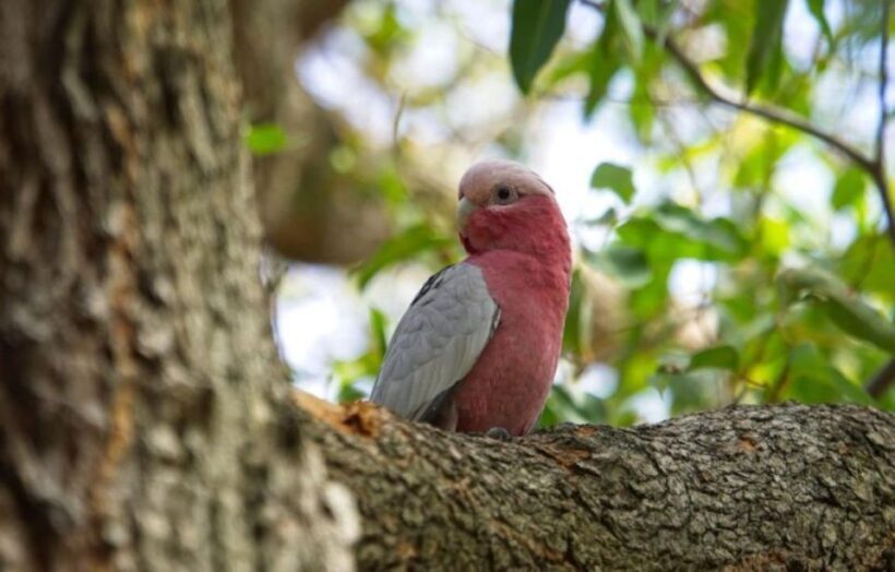Perth: Kings Park Botanicals & Beyond Guided Hike - The Practical Side: What Does It All Cost and Require?