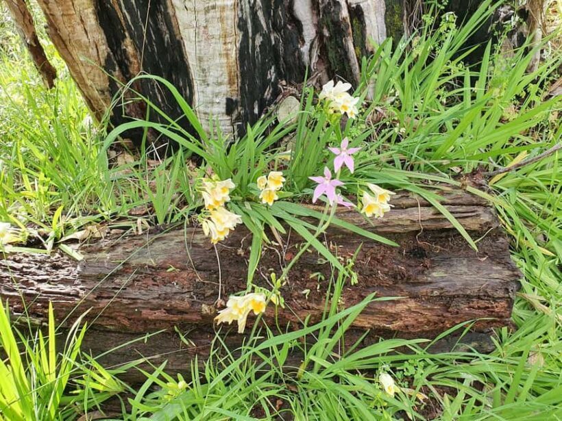 Perth: Kings Park Wildflower Festival Guided Bike Tour - Key Points