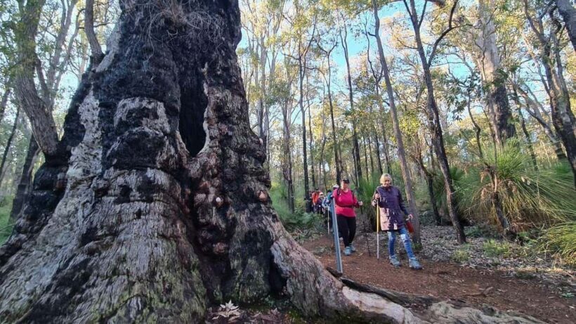 Perth: Kitty's Gorge Waterfall Hike - A Closer Look at the Hike in Perth’s Serpentine National Park