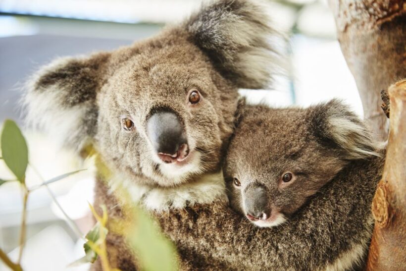 Perth: Pinnacles Desert Bush Walk Guided Tour with Lunch - The Sum Up: Is This Tour Right for You?