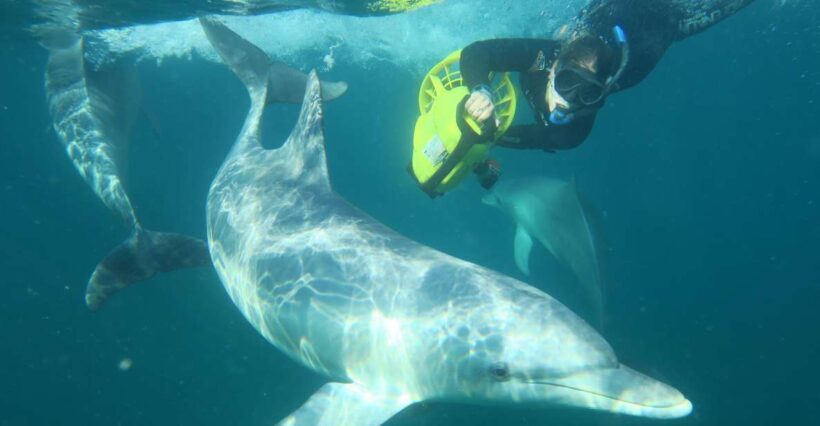 Perth: Swim with Wild Dolphins Tour - Key Points