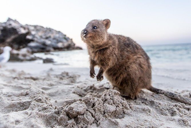 Perth to Rottnest Island Roundtrip Ferry Ticket - Key Points