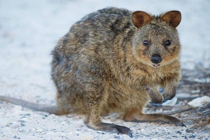Perth to Rottnest Island Roundtrip Ferry Ticket - Who Is This Tour Best For?