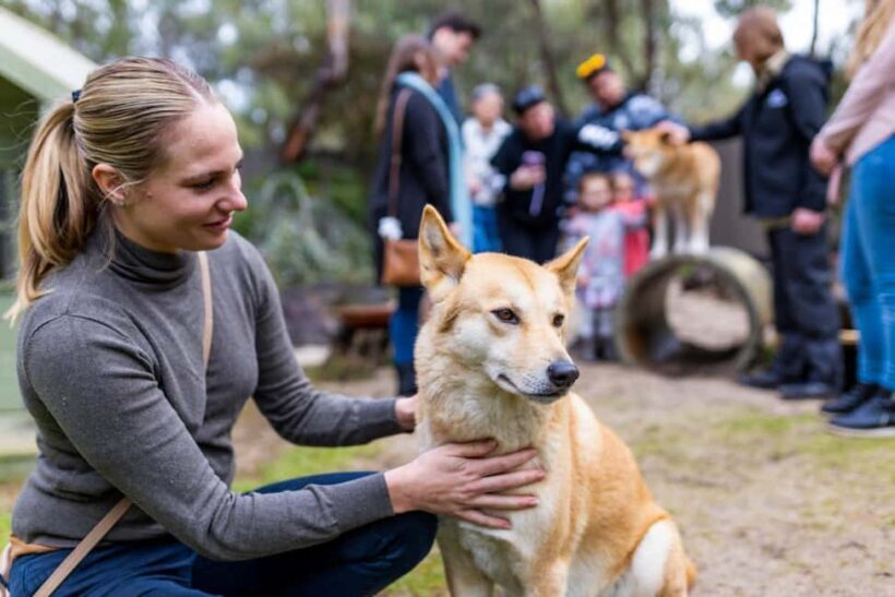 Perth: WA Wildlife Hospital and Native Fauna Encounter Tour - A Practical Look at the WA Wildlife Hospital and Fauna Encounter Tour