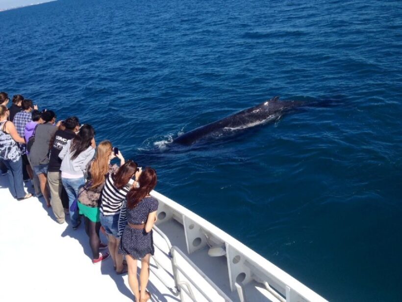 Perth: Whale Watching Cruise from Hillarys Boat Harbour - Key Points