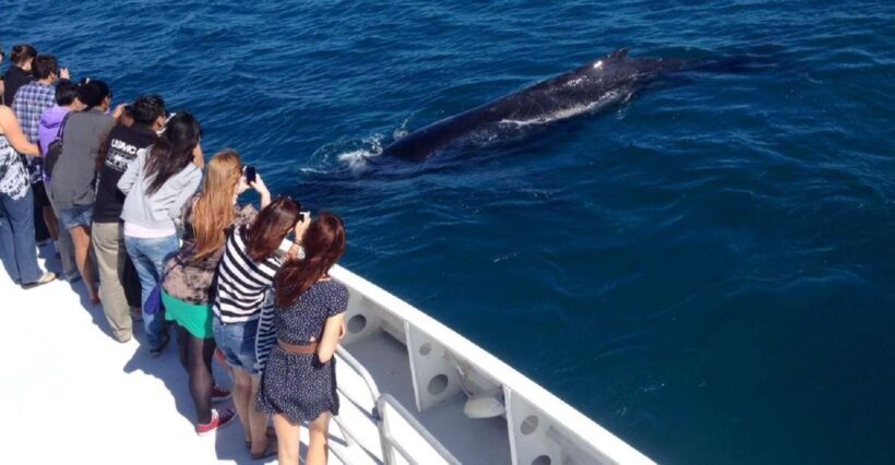 Perth: Whale Watching Cruise from Hillarys Boat Harbour - The Itinerary and What to Expect