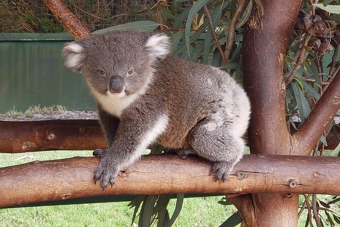 Perth Wildlife Park & City Highlights - Premium Small Group Tour - Final Thoughts